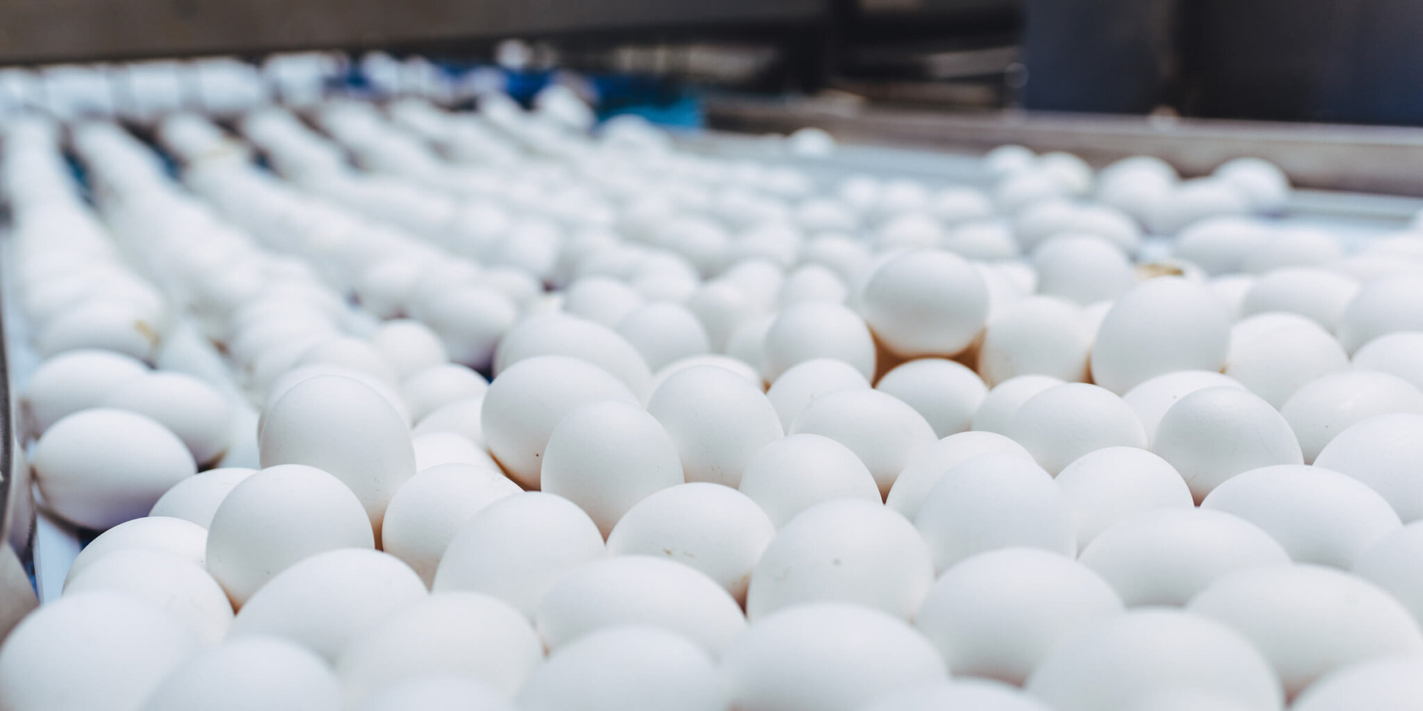 Egg Buffer Cups Get a Design Update! - Diversified Plastics, Inc.